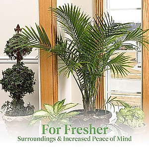 American Plant Exchange Majestic Palm, Tropical Elegance, Large Fronds, Perfect Indoor Statement Plant and Patio Decor, 10-Inch Pot