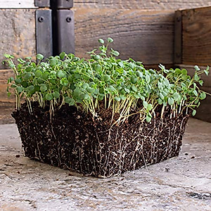 Salad Burnet Herb Garden Seeds - 1 g Packet ~100 Seeds - Non-GMO, Heirloom Herb Gardening & Microgreens Seeds