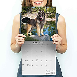 2023 2024 Belgian Shepherd Calendar - Dog Breed Monthly Wall Calendar - 12 x 24 Open - Thick No-Bleed Paper - Giftable - Academic Teacher's Planner Calendar Organizing & Planning - Made in USA