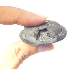 phoenix888 Sacred Adwaitya Achharya Shaligram Nepal Kali Gandaki