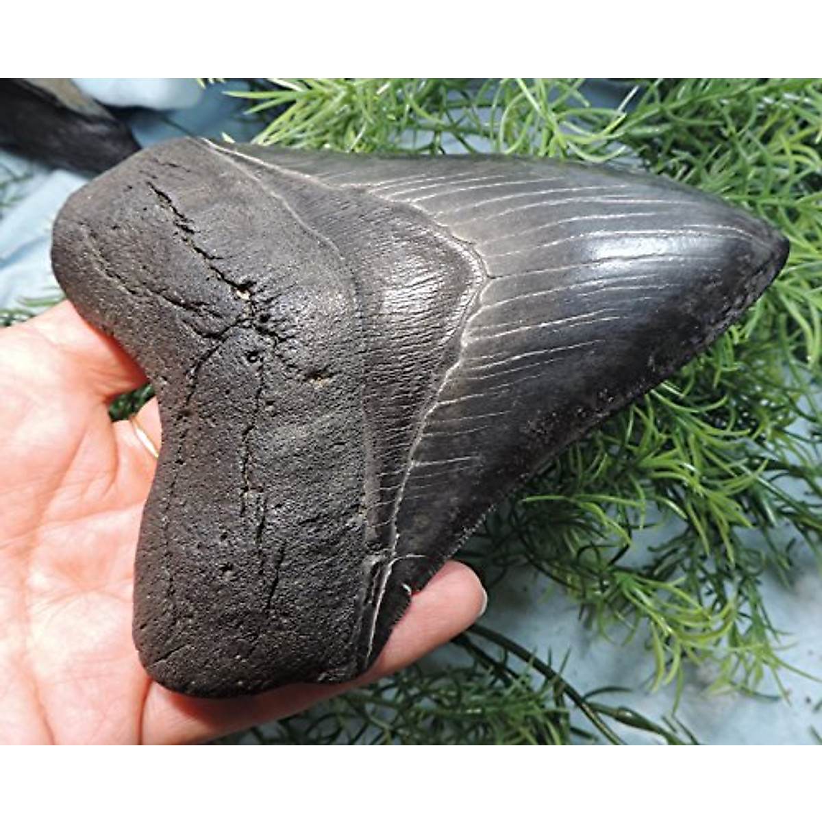Massive 5 1/4'' Megalodon Tooth. Impressive!!