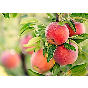 Apple Tree Seeds for Planting - 30 Seeds - Malus pumila, Common Apple Tree