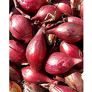 RAISE ME UP: Seeds Red Banana Shallot Onion Non GMO Heirloom