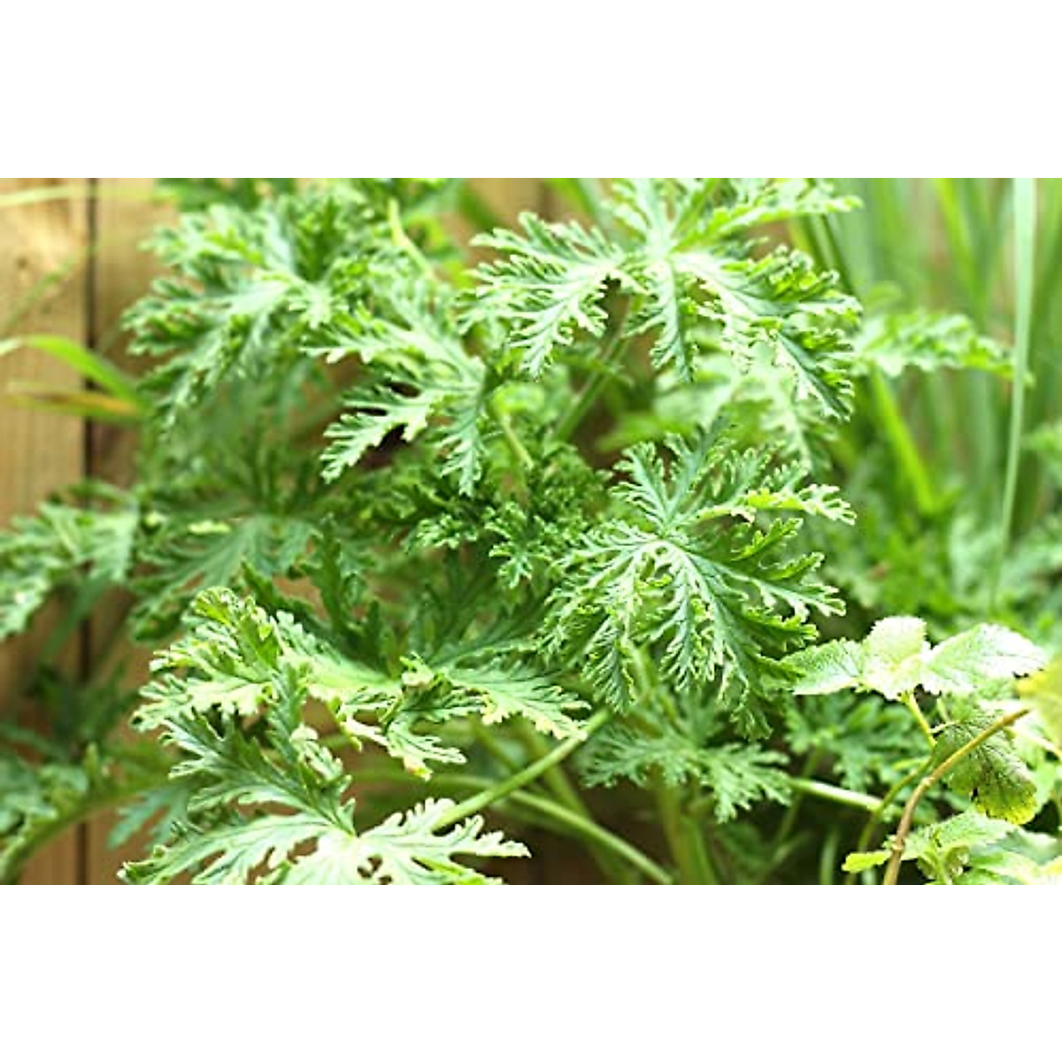 GardenGeng 300+ Citronella Plant Seeds for Planting Outdoors - Organic - Non-GMO - Citronella Geranium Seeds to Plant Garden/Bonsai