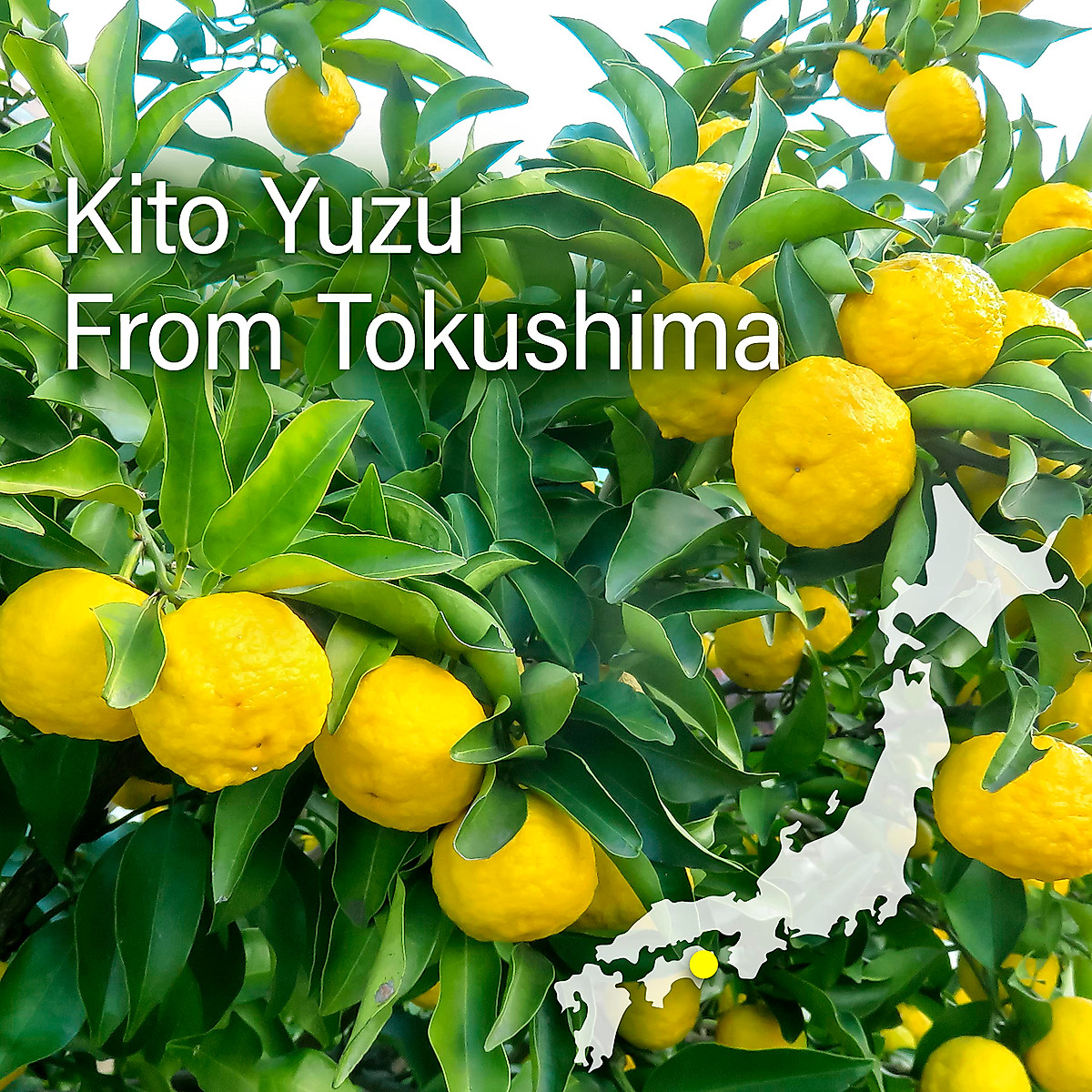 YAMASAN KYOTO UJI Yuzu Mochi Candy - Yuzu Citrus Japanese Candy - Japanese Sweets with Aromatic Flavor of Kito Yuzu and Plant-Based Kanten Agar(300g)