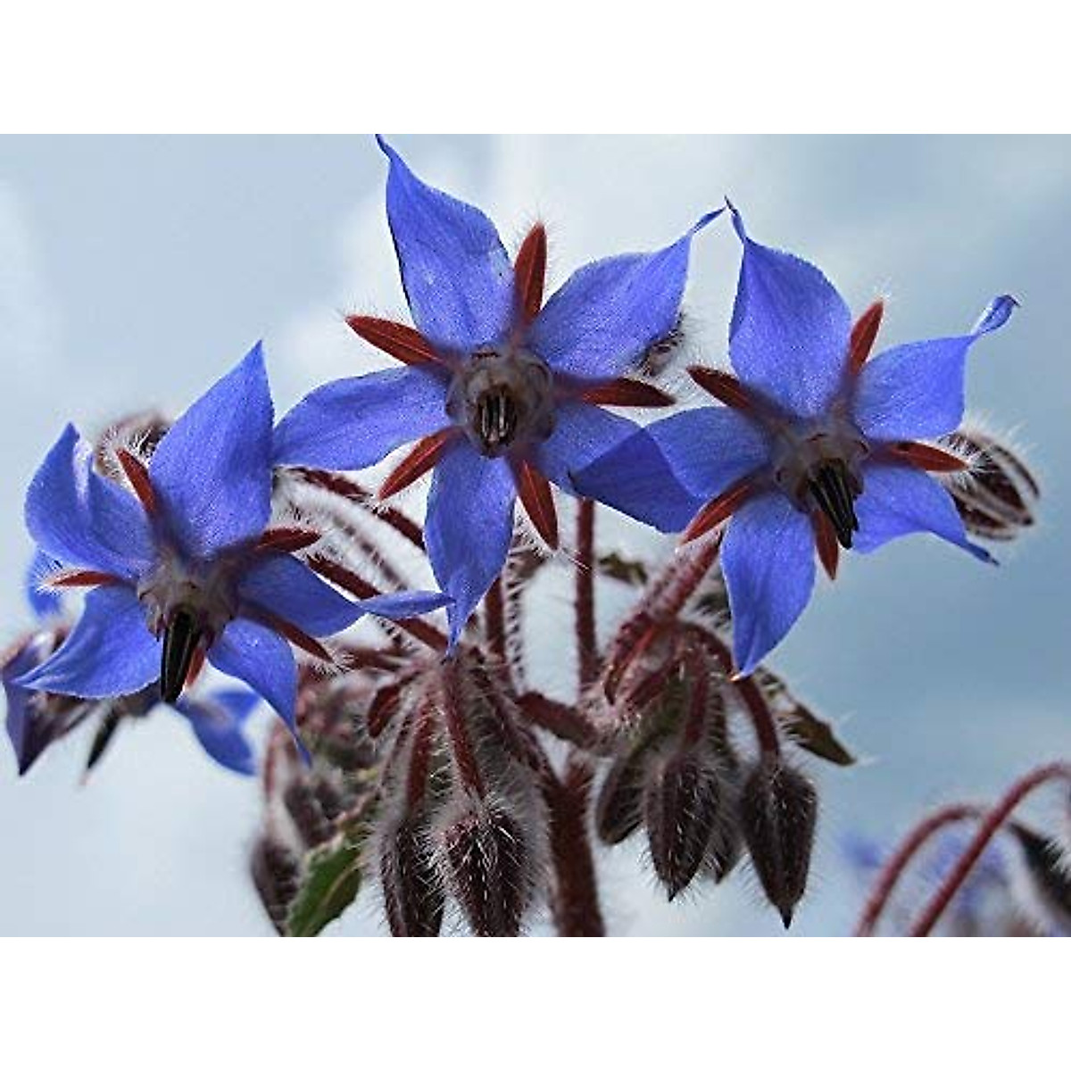 Borage Seeds - Starflower - Heirloom Non-GMO Herb Seeds for Planting an Herb Garden - 100 Seeds - Borago Officinalis - by RDR Seeds