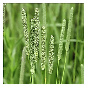 Climax Timothy Grass Seeds, 1 Pound by Seeds2Go