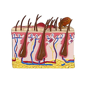 GPI Anatomicals - Canine Skin Model, Skin Model with Flea Bite for Canine Anatomy and Physiology Education, Anatomy Model for Veterinarian’s Office and Classrooms, Medical Study Supplies