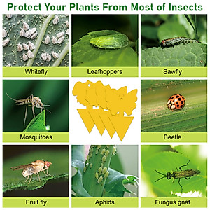 108 Pieces Sticky Fruit Fly Trap,Dual-Side Fruit Fly and Fungus Gnat Sticky Catcher Trap for Indoor Outdoor Fruit Fly,Fungus Gnats,Mosquito,Flying Insect Bug Pest,White Flies (Yellow-108 pcs)