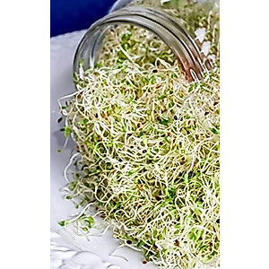 4 pack Mason jar Sprouting Lids wide mouth- stainless steel sprouting lids for wide mouth mason jars, growing Bean, Broccoli, seed