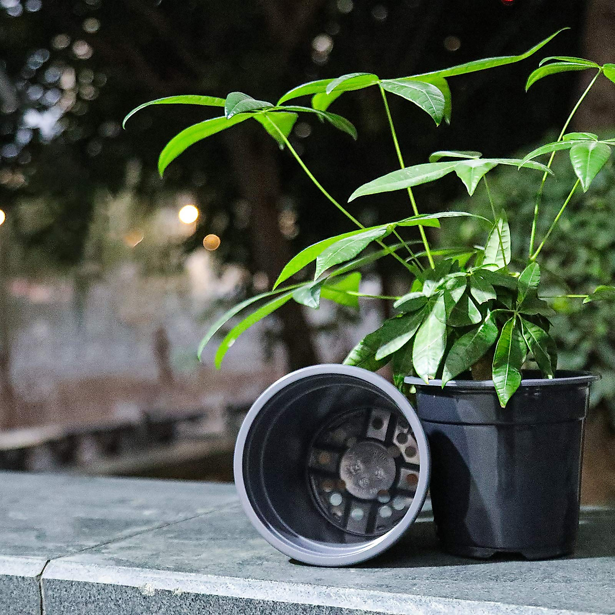 Oubest Plastic Black Plant Nursery Pots 6" 100 pcs 0.5 Gallon for Flower Plant Container Seed Starting Seedlings Reusable Transplanting Succulent Propagation Planting Pots