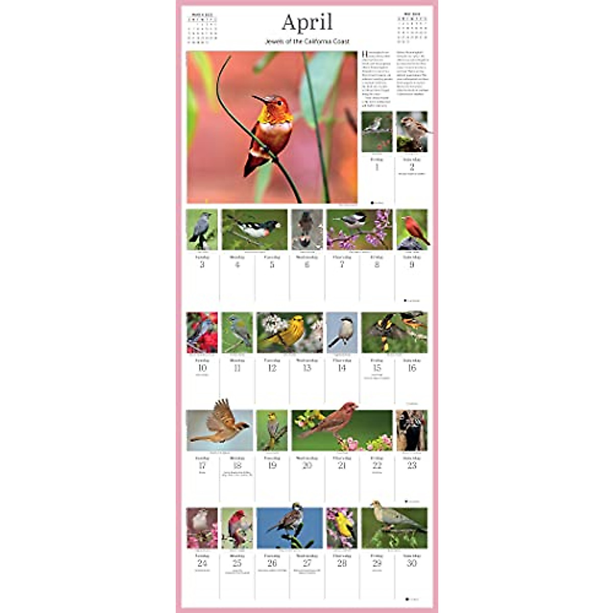 Audubon Songbirds and Other Backyard Birds Picture-A-Day Wall Calendar 2022: Your Daily Sighting of Songsters that Bring Color, Joy, and Sweet Melodies.