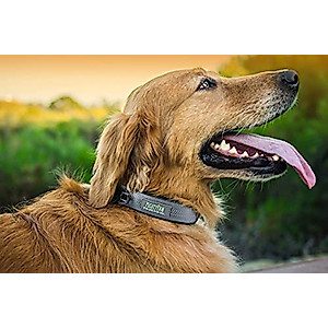 Mighty Paw Neoprene Padded Dog Collar, Reflective Running Dog Collar, Premium Quality Sports Collar, Extra Comfort for Active Dogs