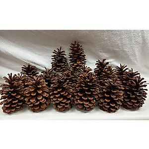 18-Pack Extra-Large (5 to 7 inch) Long Leaf Pine Cones for Decorating Home, Tables, Vase Fillers, Corporate Events, Crafts, Birdfeeders, Natural Pine Cone Holiday Ornaments. (unscented)