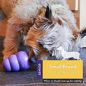 KONG - Senior Dog Toy Gentle Natural Rubber - Fun to Chew, Chase and Fetch - for Small Dogs
