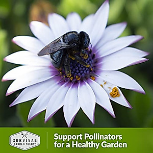 Survival Garden Seeds - Cape Daisy Seed for Planting - Packet with Instructions to Plant and Grow Beautiful White and Purple Osteospermum in Your Home Flower Garden - Non-GMO Heirloom Variety