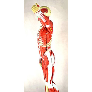 Wellden Product Anatomical Human Muscular Figure Model, 27-part, 1/2 Life Size, Numbered