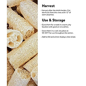 Burpee Ornamental Luffa Gourd Seeds 25 seeds