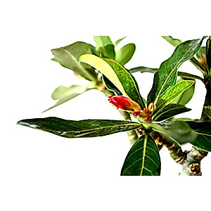 9GreenBox - Black Fire Desert Rose