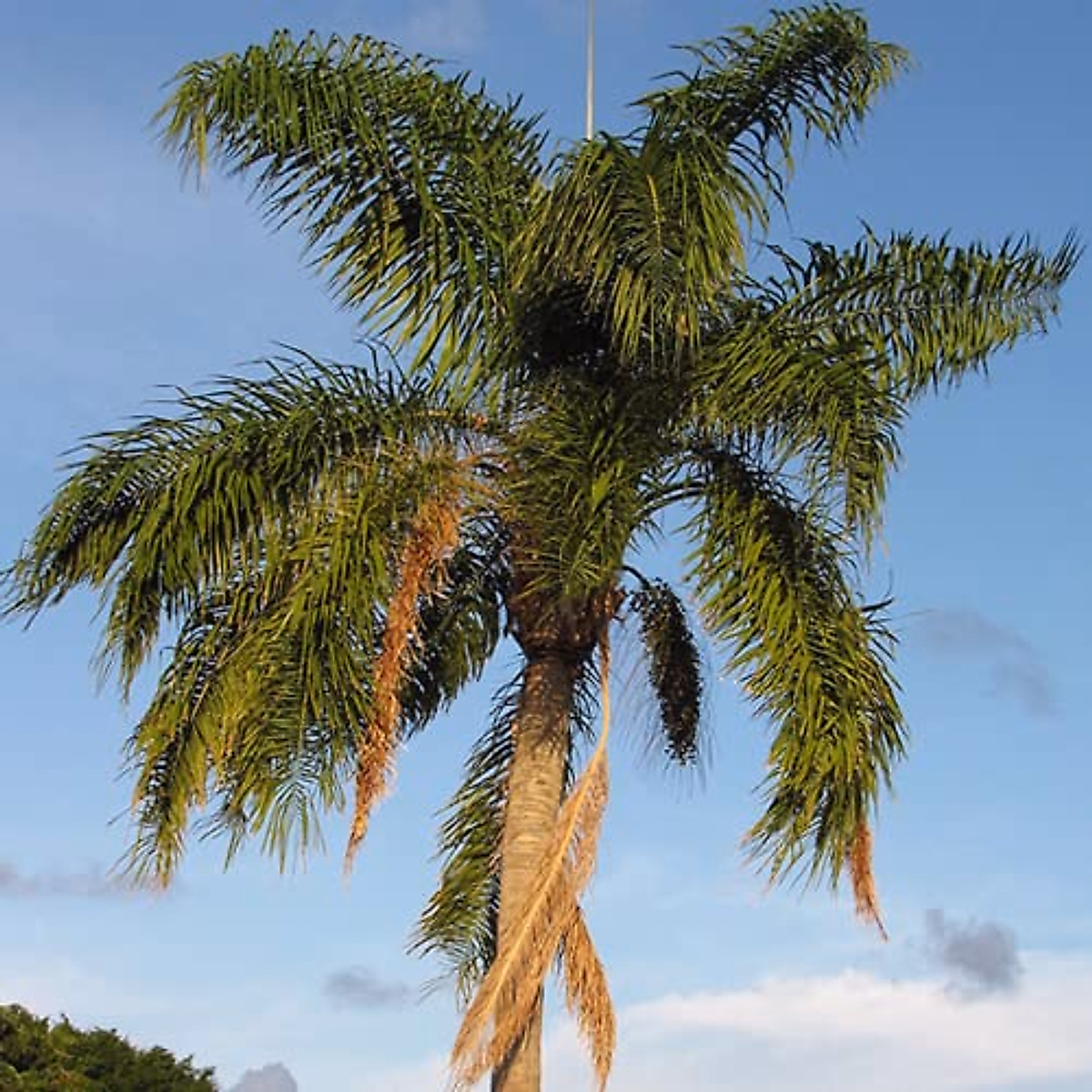 CHUXAY GARDEN Syagrus Romanzoffiana,Queen Palm,Cocos Palm 5 Seeds Elegant Evergreen Palm Long-Lived Hardy Tree Great for Specimen or Street Tree