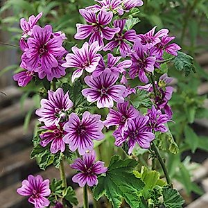Outsidepride Malva Sylvestris French Hollyhock Zebrina Plant Garden Flower Seed - 1000 Seeds