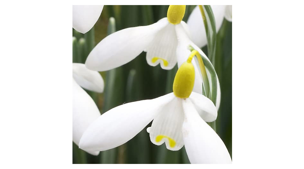 Hardy Snowdrop Seeds: Galanthus Nivalis for Early Spring Gardens
