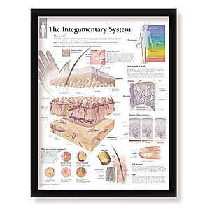 Set of 2 Framed Medical Posters The Integumentary System and Understanding Skin 22"x28" Wall Diagrams Educational Informational Doctors Office Charts