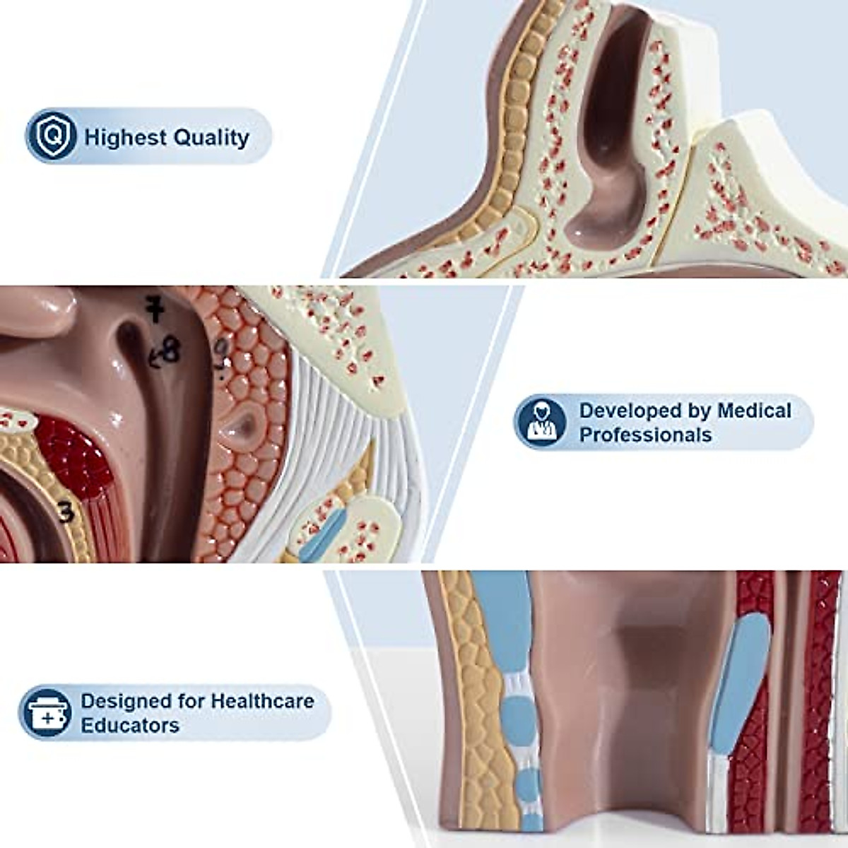 Winyousk Human Anatomical Nasal Cavity Throat Model,Pathological Anatomical Model of Human Nasal Cavity and Throat, Model for Classroom Teaching Medical Students to Learn Medical Research