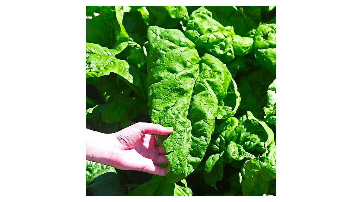Giant Spinach Herb Garden Seeds - Easy Grow in Spring & Year-Round