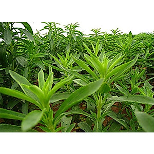 100+ Stevia Rebaudiana Sweetleaf Seeds Rare Edible Heirloom Sugar Garden Plant
