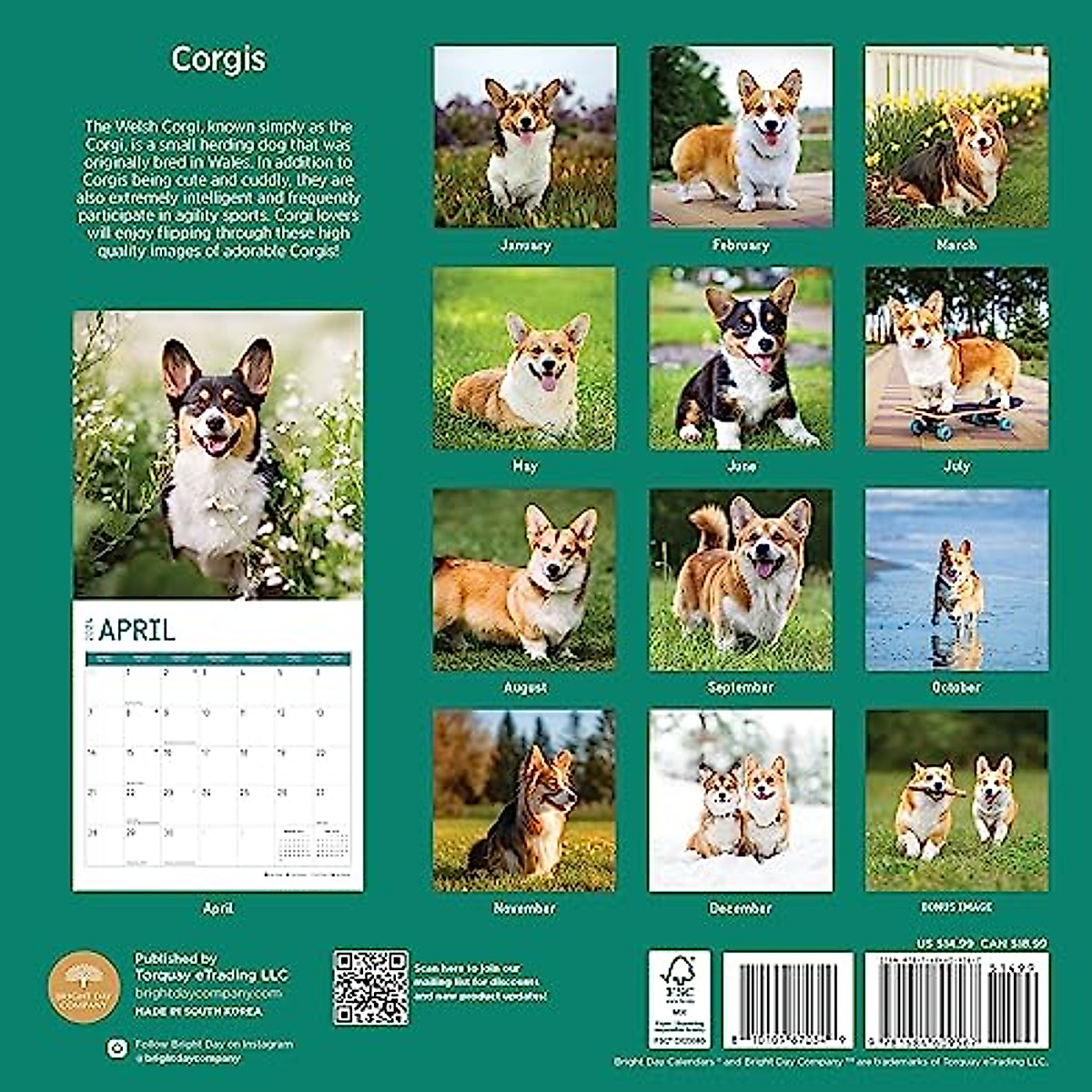 2024 Corgis Monthly Wall Calendar by Bright Day, 12 x 12 Inch Cute Dog Breed Gift