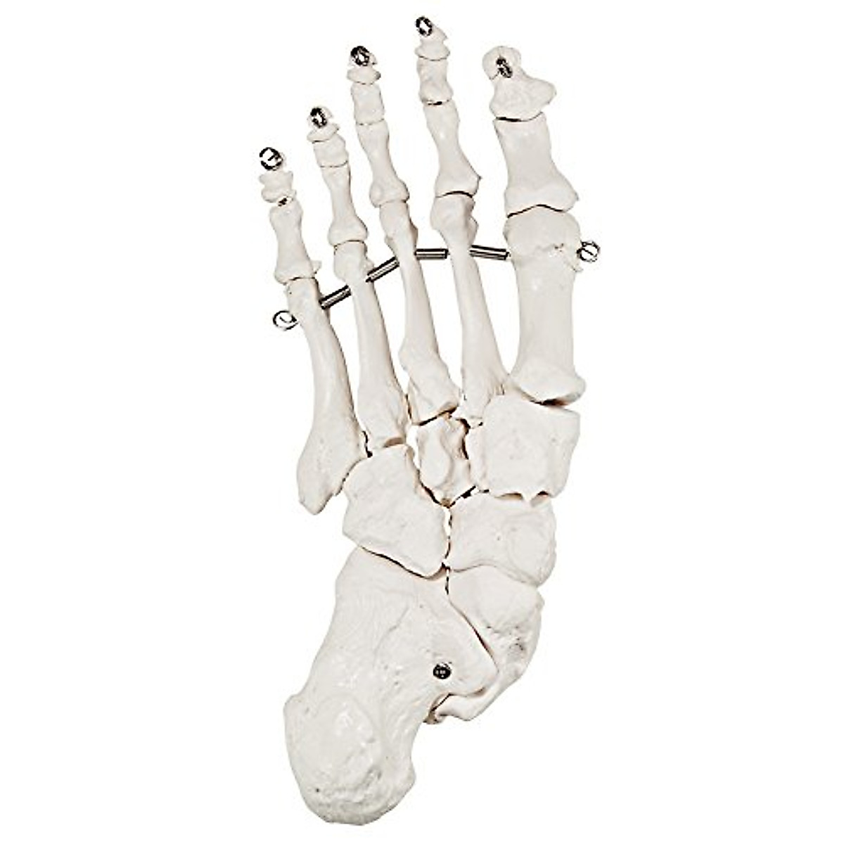 Axis Scientific Skeletal Foot | Right | Fully Articulated Flexible Foot Skeleton is Secured with Quality Wire to Demonstrate Movement | Includes Product Manual