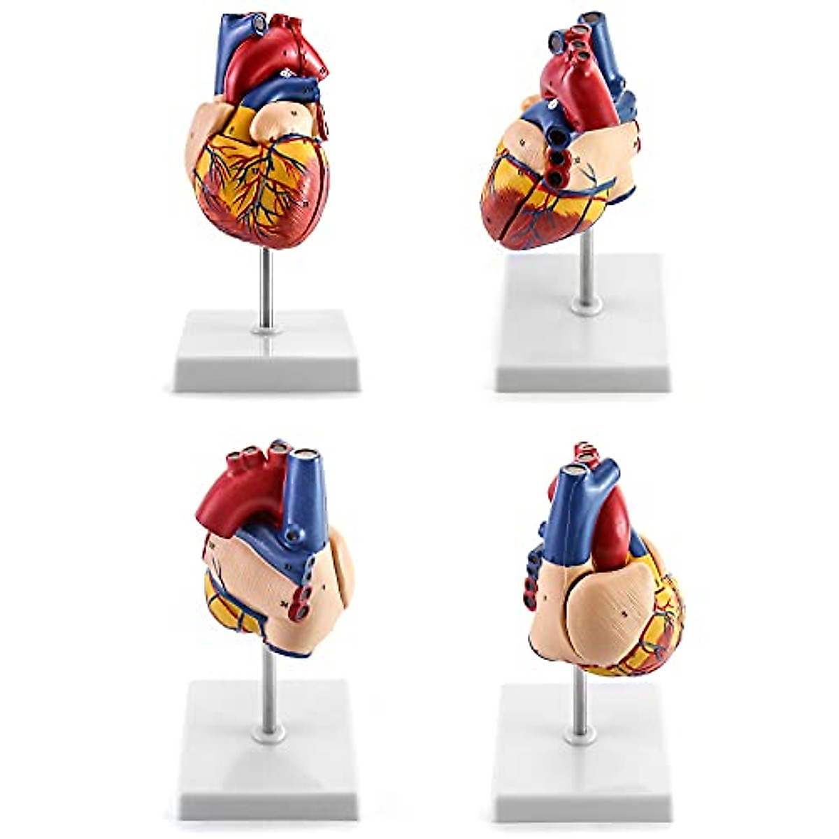 QWORK Human Heart Model, Anatomically Accurate Numbered 2-Part Life Size Heart Medical Model with 34 Anatomical Structures, Held Together with Magnets on Base