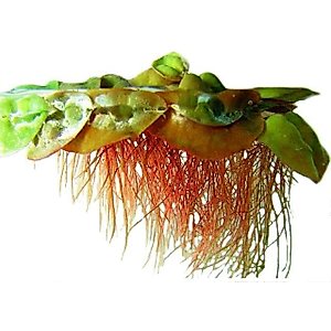 Red Root Floater - Live Aquarium Plants - 4oz Cup | Floating Live Plants for Aquariums or Ponds