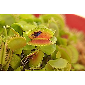 Altman Plants, Live Venus Fly Trap Live Plant, Live Venus Flytrap Live Plants Indoor in Venus Fly Trap Soil, Indoor Plants Live Houseplants in Venus Fly Trap Pot, Venus Fly Trap Plant House Plants