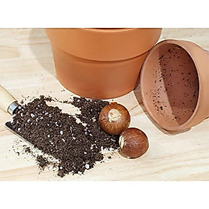 Avocado Tree Potting Soil Mix (12 Quarts), for Germinating, Growing and Repotting Avocado Plants
