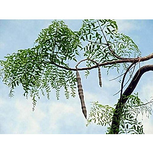 GreenCreator 25 Seeds of The Tree of Life - The Moringa Tree Easy to Grow, Fast Growing Tree