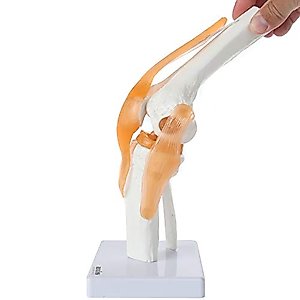 Knee Model Anatomy - Anatomically Correct Knee Joint Model with Ligaments and Muscles, Human Knee Model, Display Movement, Includes Base, Detailed Full Color Product Manual, Made by Axis Scientific