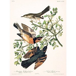 Mountain Mocking-bird, Varied Thrush. From"The Birds of America" (Amsterdam Edition)