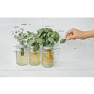 Basil Seeds for Planting 9 Variety Pack, Thai Basil Seeds, Dwarf Greek, Genovese, Italian, Lemon, Licorice, Red Rubin, Sweet Basil Seeds, Cinnamon