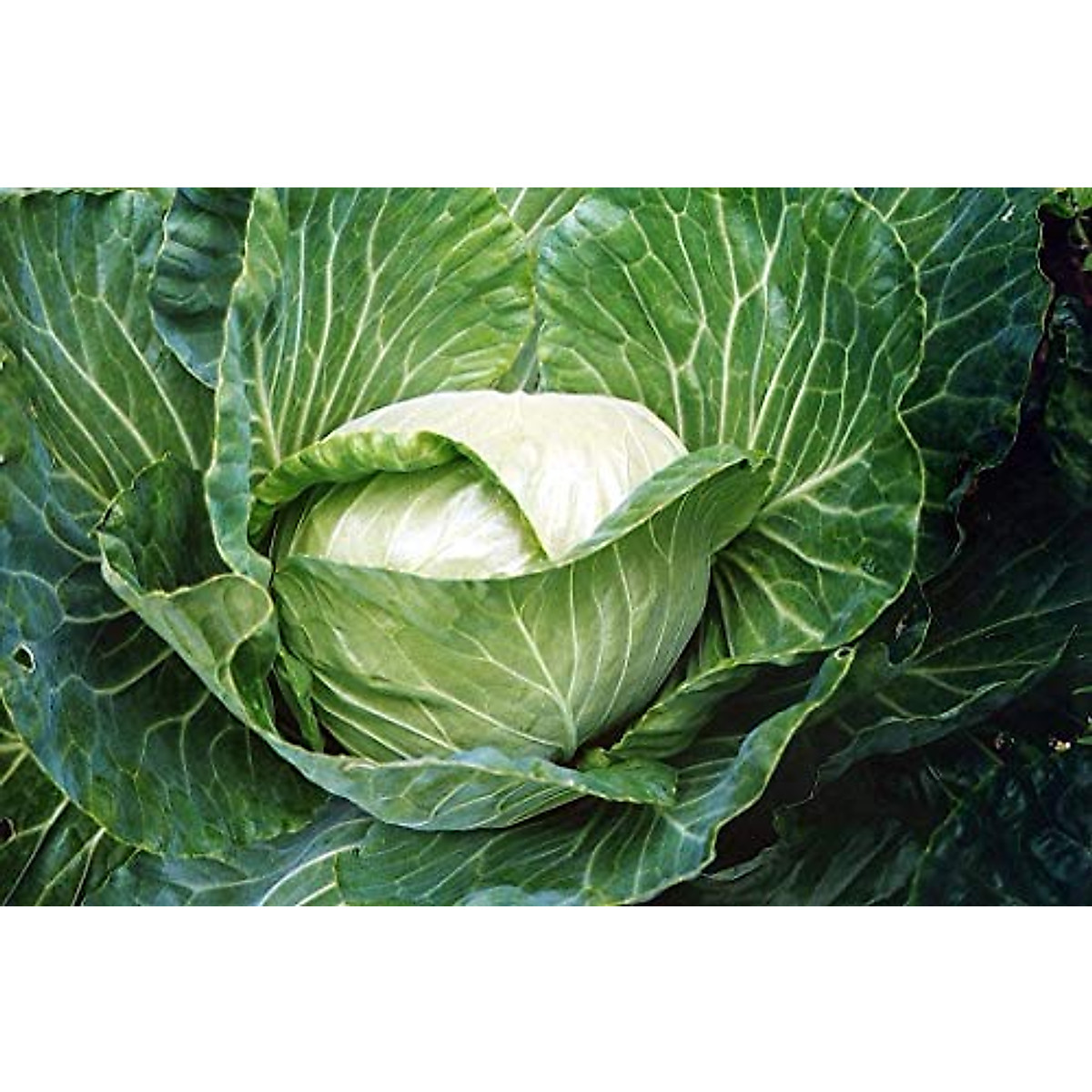 Golden Acre Cabbage Seeds for Planting, 500+ Heirloom Seeds Per Packet, (Isla's Garden Seeds), Non GMO Seeds, Botanical Name: Brassica oleracea