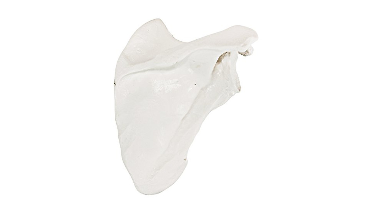 Axis Scientific Right Scapula Model for Anatomy Study