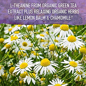 Garden of Life mykind Organics Sleep Well R&R Spray (58 mL) Liquid - Relax & Rest, Green Tea Extract L-Theanine, Chamomile, Lemon Balm - Non-GMO Vegan & Gluten Free Herbal Supplements, 2 Fl Oz