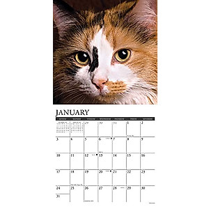 Just Calico Cats 2021 Wall Calendar