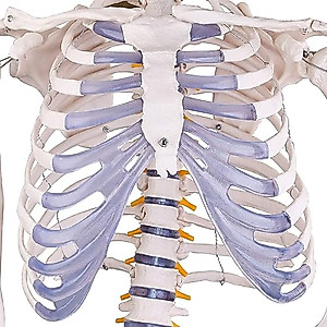 RONTEN Human Skeleton Model for Medical Study, 70.8" Life Size Medical Anatomical Skeleton, Including Adjustable Rolling Stand + Cover + Poster