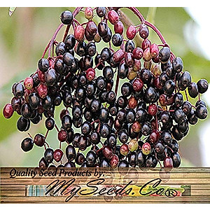 Big Pack - (1,000) American Elderberry Seeds - Sambucus Canadensis - Non-GMO Seeds by MySeeds.Co (Big Pack - Elderberry)