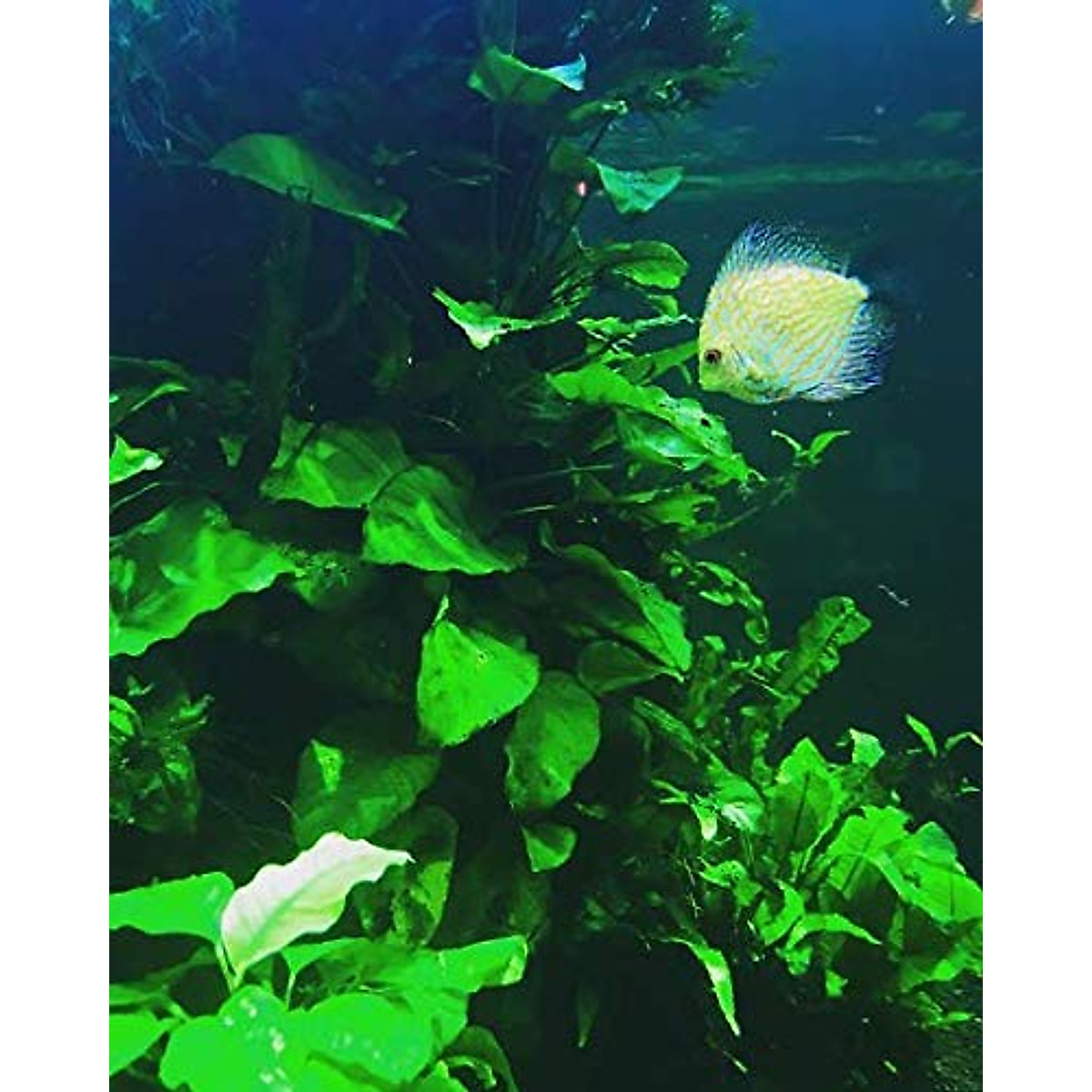 Mainam Anubias Barteri VAR. Barteri Potted Live Aquarium Plant Decorations Easy for Beginner