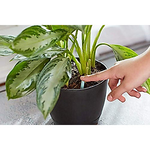 Scotts Indoor Plant Food Spikes, Includes 48 Spikes - Continuous Feeding for all Flowering and Foliage Houseplants - NPK 6-12-6, 48 Count (Pack of 12)