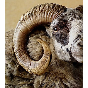 Shofar Ram's Horn Shofar Small Size 29-32cm Natural White