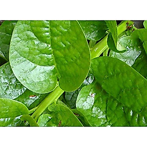 Malabar Green Spinach Seeds (25 Seed Package)